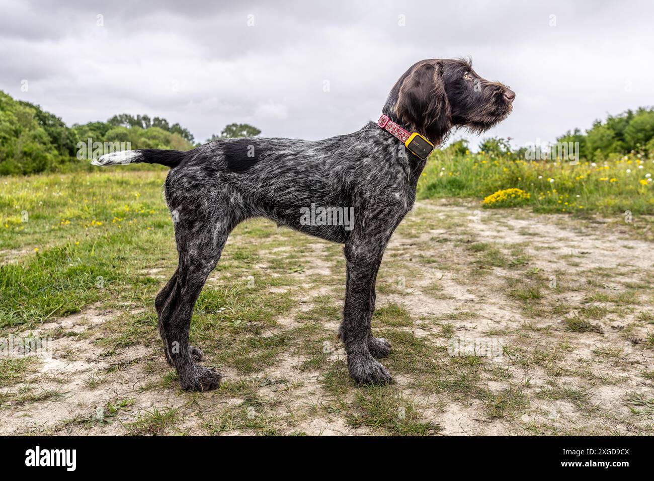 German wire pointer puppy hi-res stock photography and images - Alamy
