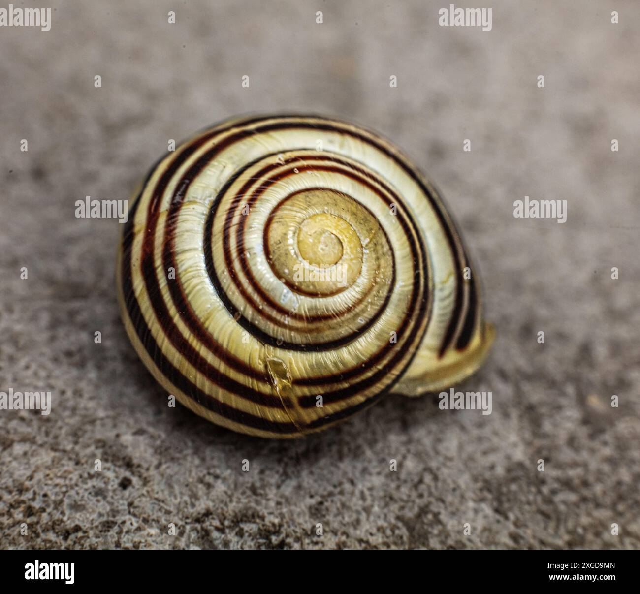 Striped snail hi-res stock photography and images - Alamy