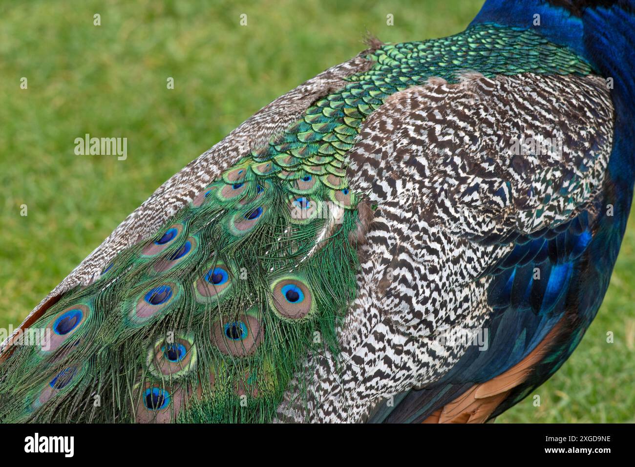 Male peacock plummage Stock Photo - Alamy