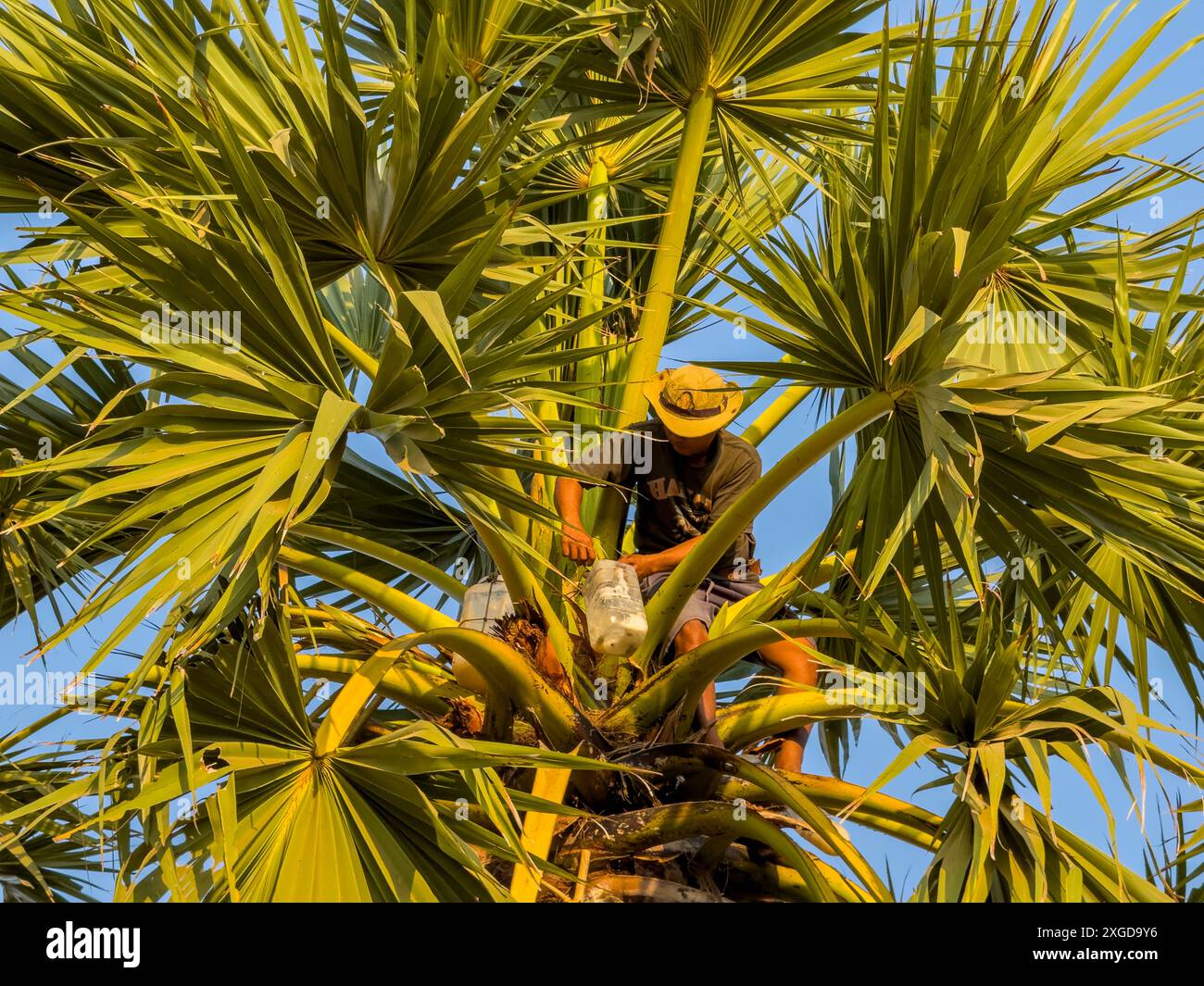 Man climbing a palm tree to harvest palm milk, Cambodia, Indochina ...