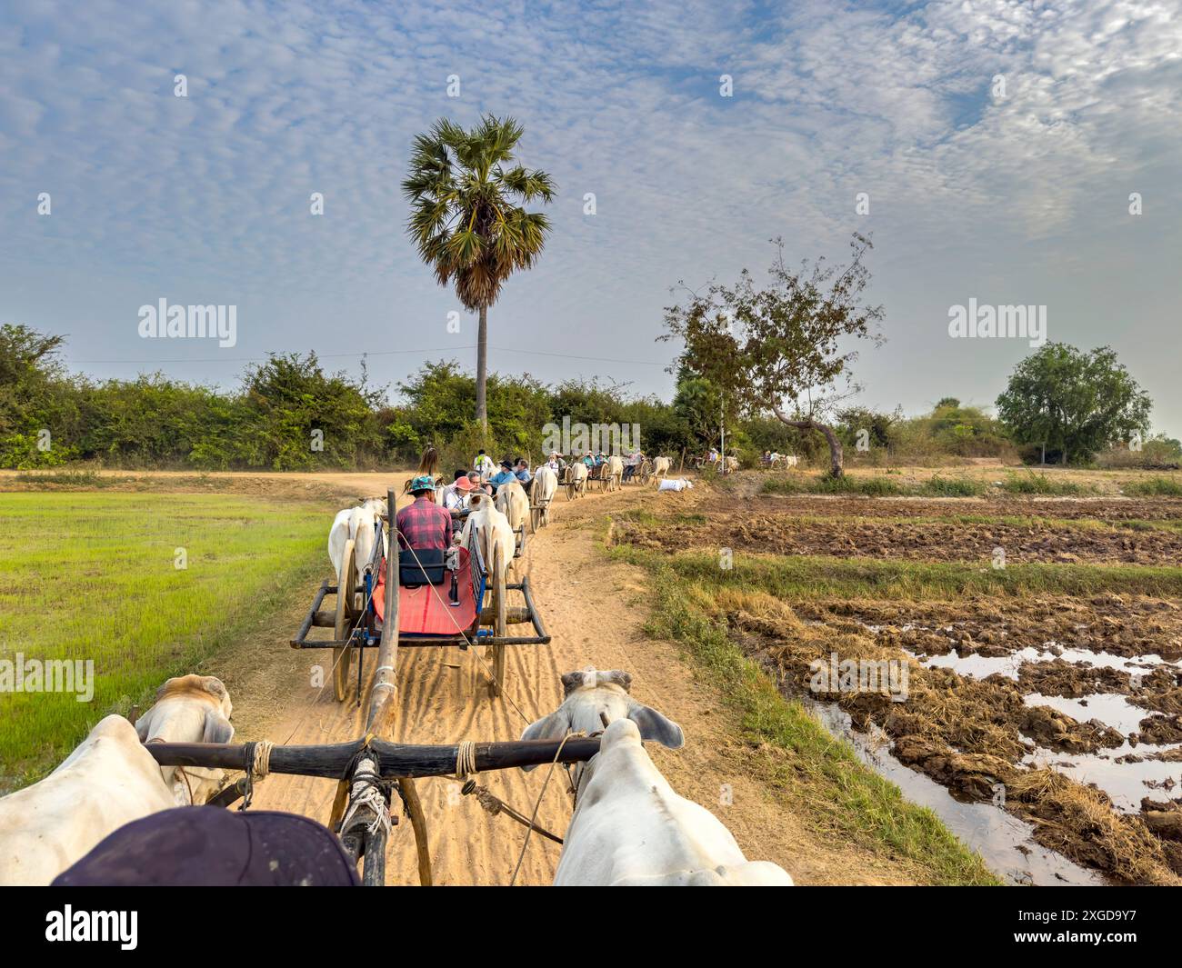 Traditional ox carts with drivers at sunrise in Kampong Tralach ...