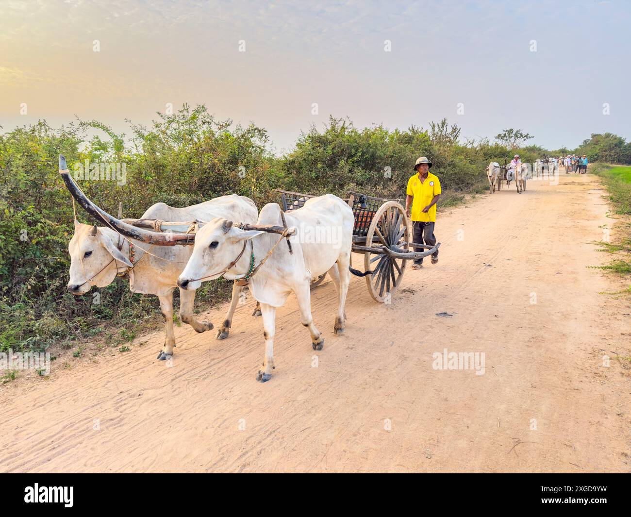 Traditional ox carts hi-res stock photography and images - Alamy