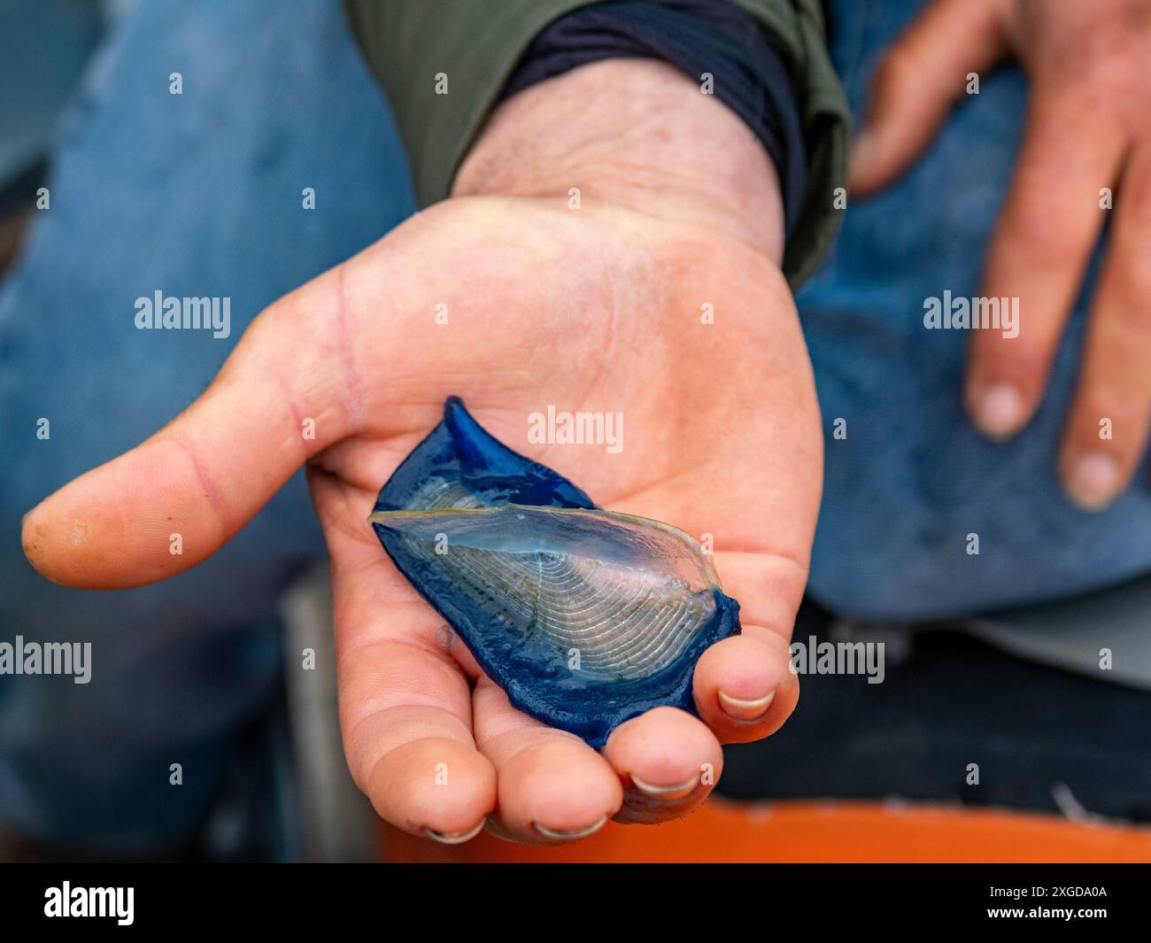 Velella and new zealand hi-res stock photography and images - Alamy