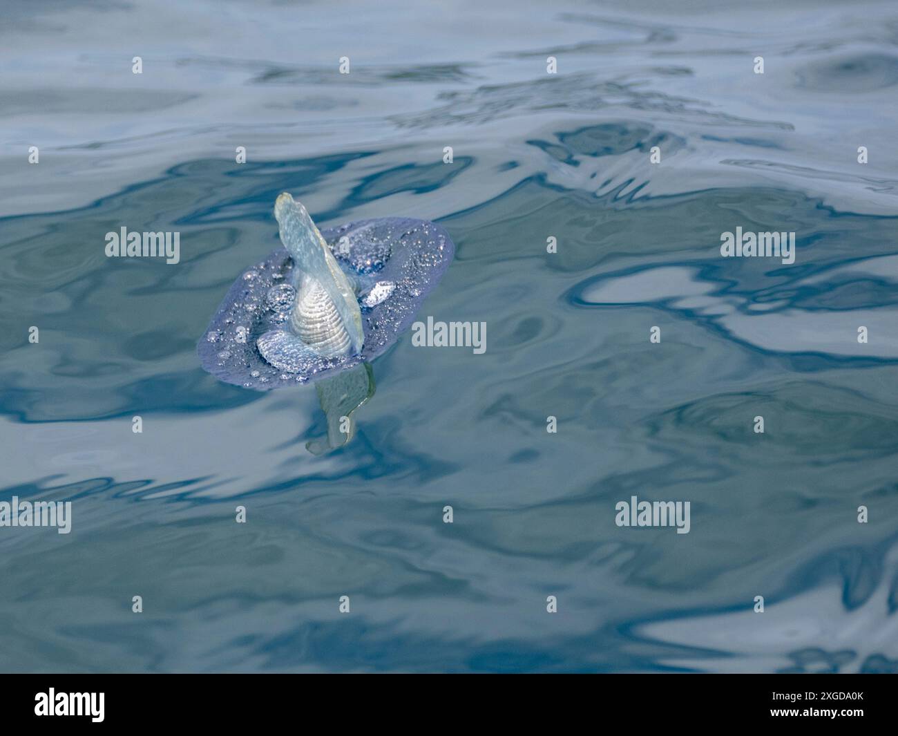 By the wind sailor jellyfish hi-res stock photography and images - Alamy
