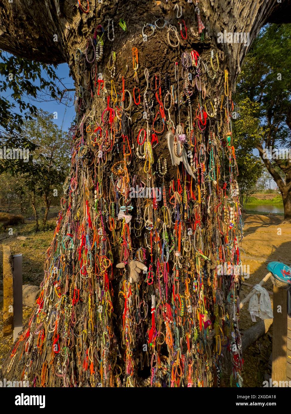 The killing tree, dedicated to those killed during the Khmer Rouge ...