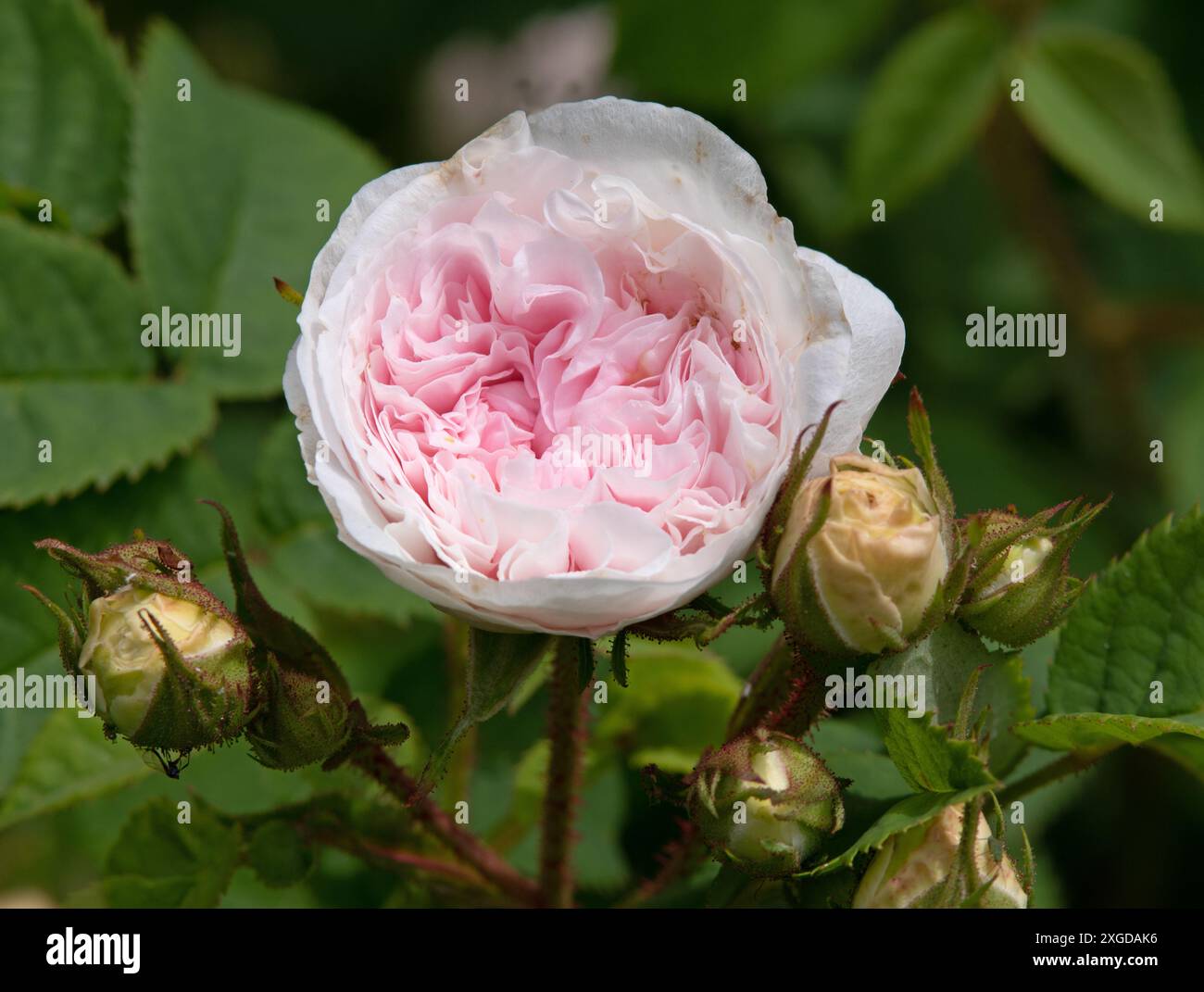 Rosa Queen of Denmark Stock Photo - Alamy