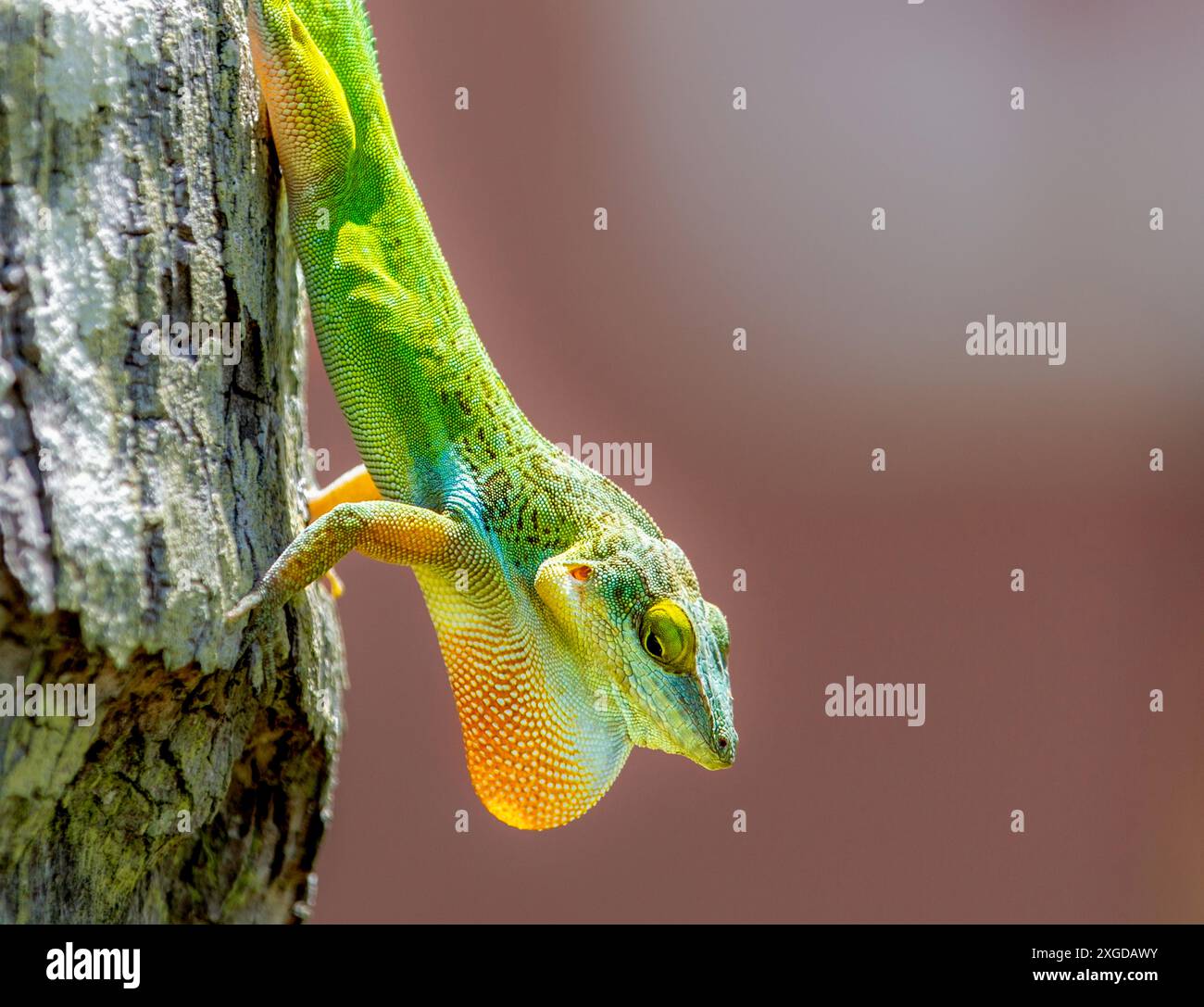 North caribbean bark anole hi-res stock photography and images - Alamy