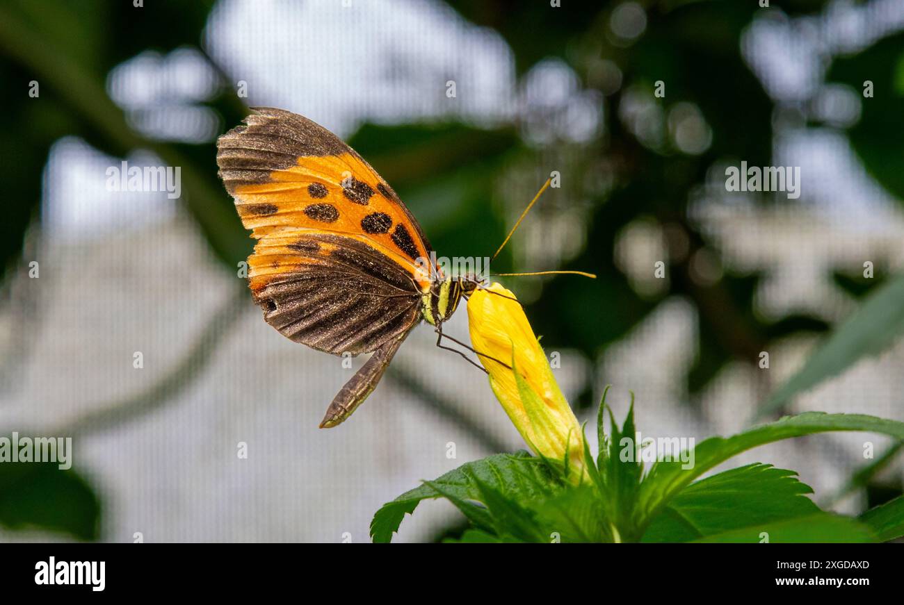 Marsaeus Tigerwing butterfly (Melinaea marsaeus), Mindo, Ecuador, South ...