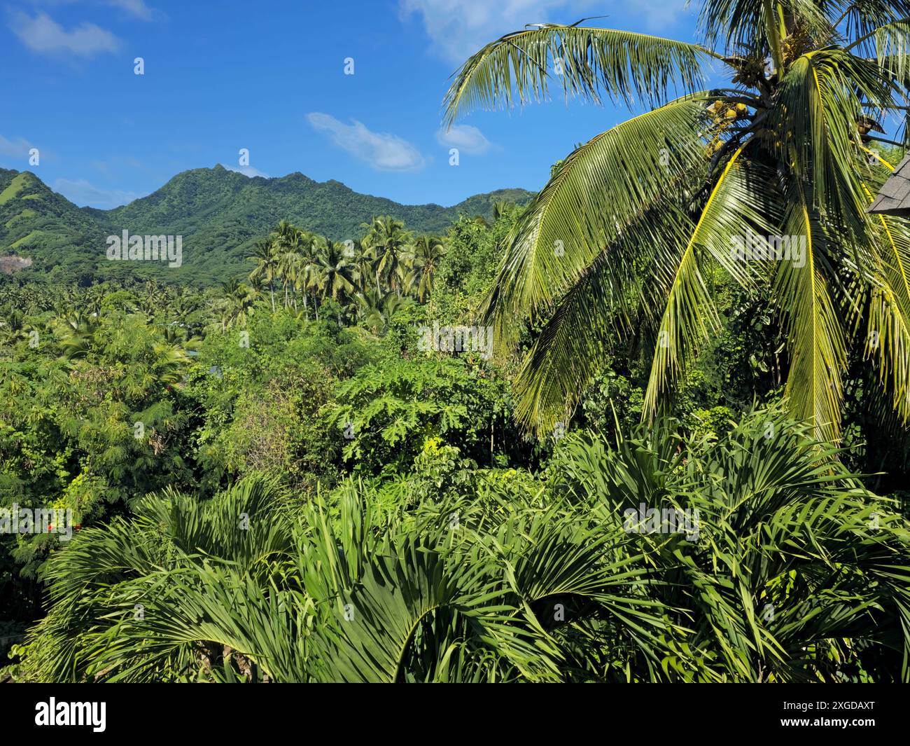 Rainforest, Rarotonga, Cook Islands, South Pacific, Pacific Stock Photo ...