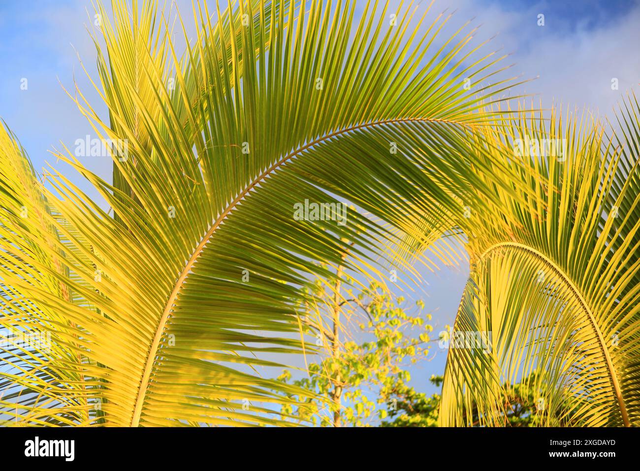 Palm tree details, Bora Bora, French Polynesia, South Pacific, Pacific ...