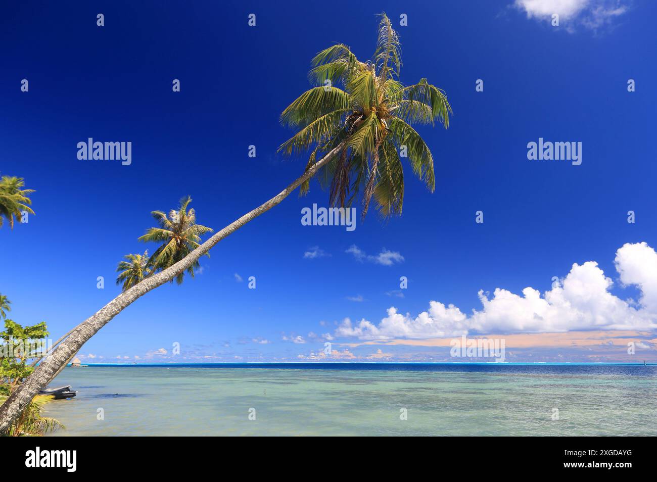 Palm tree, south west coast, Bora Bora, French Polynesia, South Pacific ...