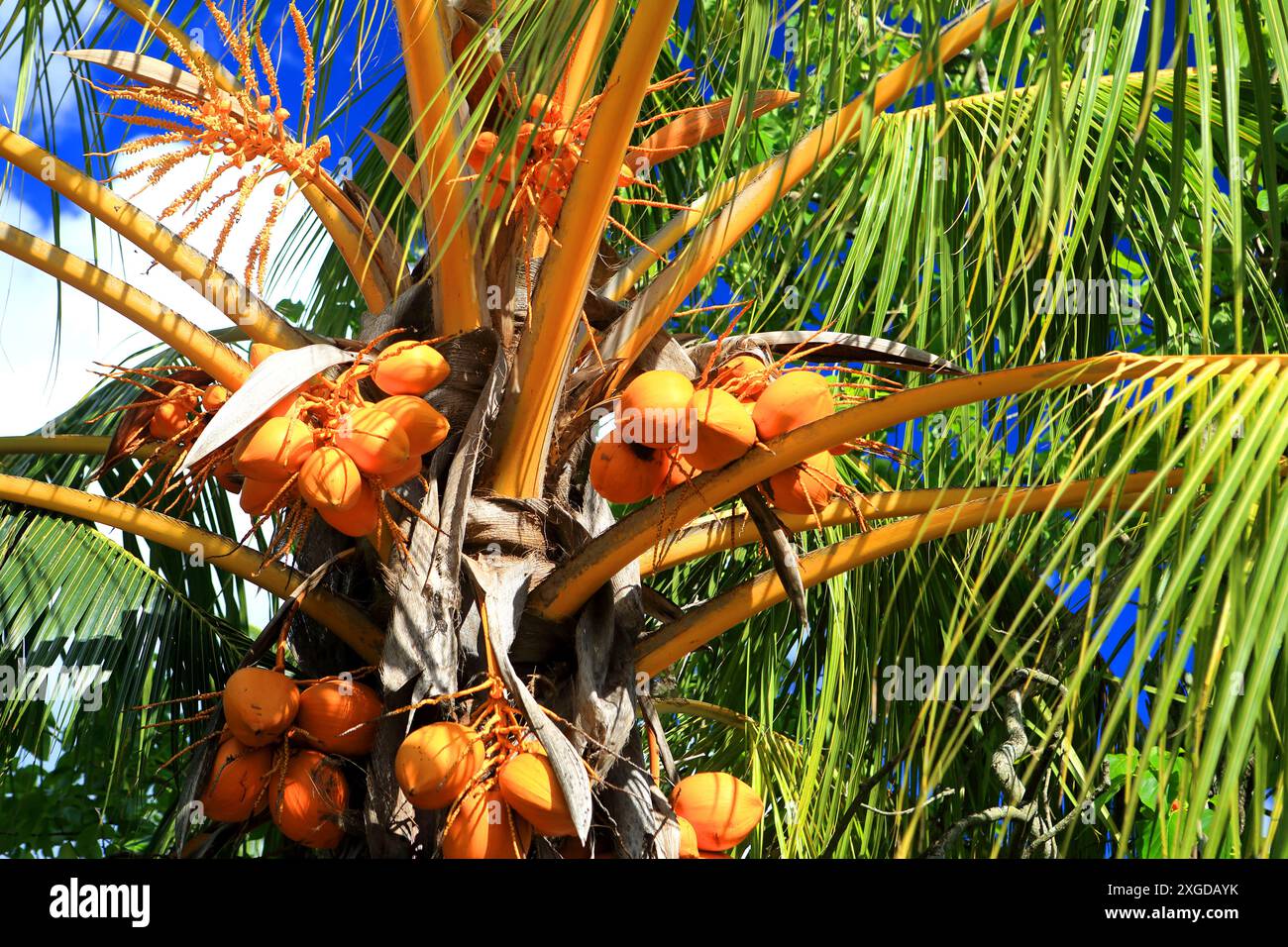 Coconuts and palm tree, Rarotonga, Cook Islands, South Pacific, Pacific ...