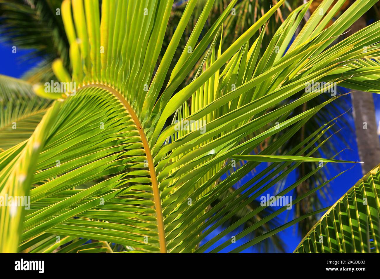 Palm tree detail, Rarotonga, Cook Islands, South Pacific, Pacific Stock ...