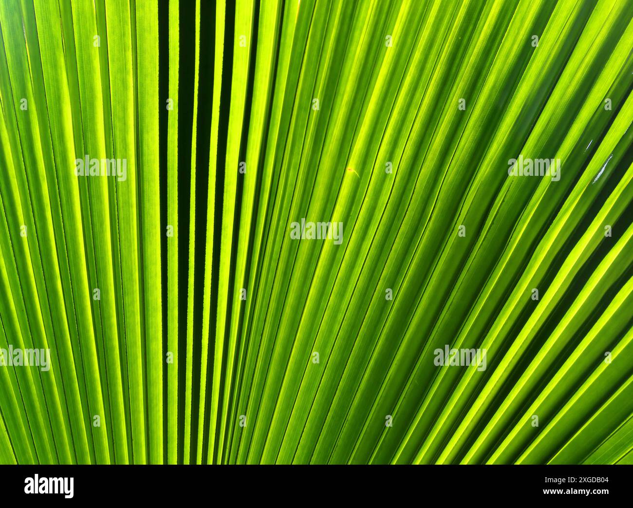 Palm tree detail, Rarotonga, Cook Islands, South Pacific, Pacific Stock ...