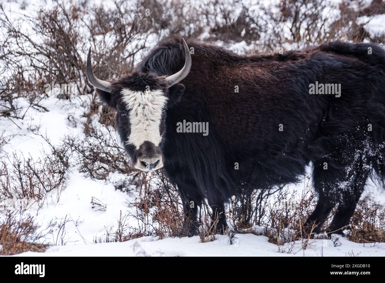 Close up of horned yak facing the camera while standing in snow ...