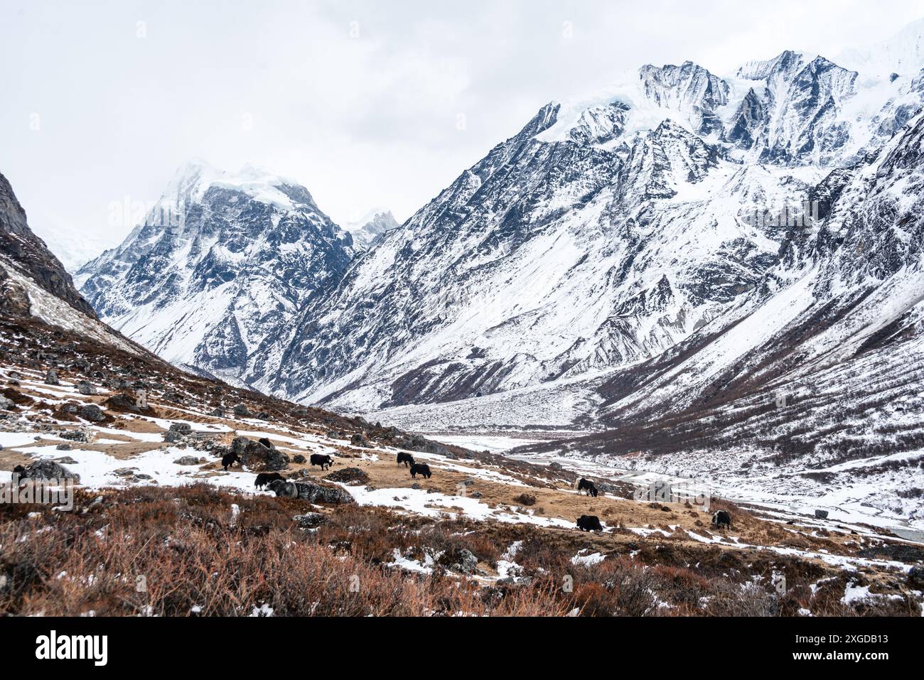 Herd of yaks in high altitude mountains of Langtang Valley Trek near ...