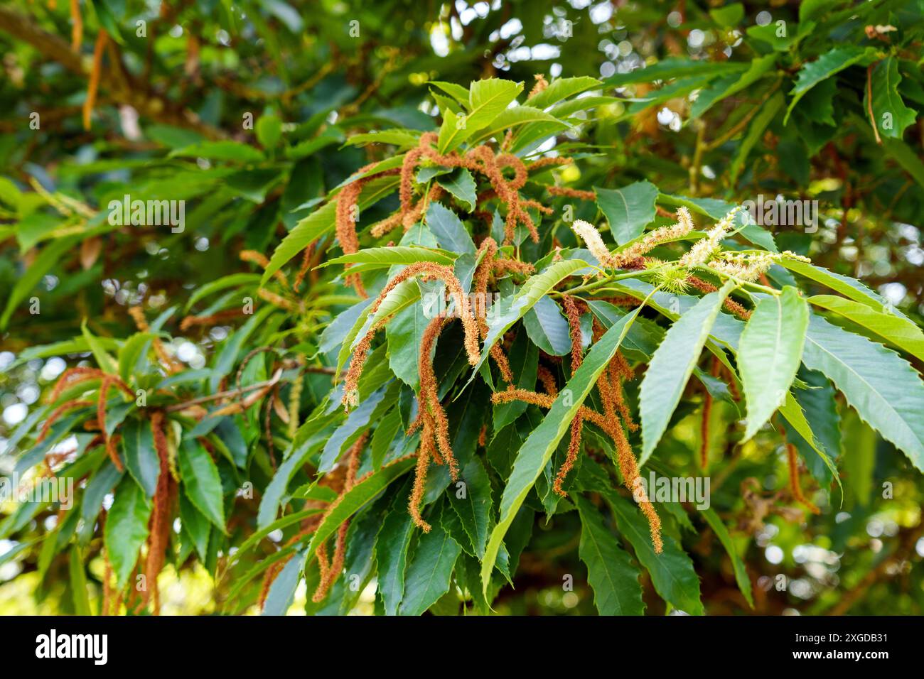 Sweet Chestnut tree blooms in summertime with lush foliage and handing ...