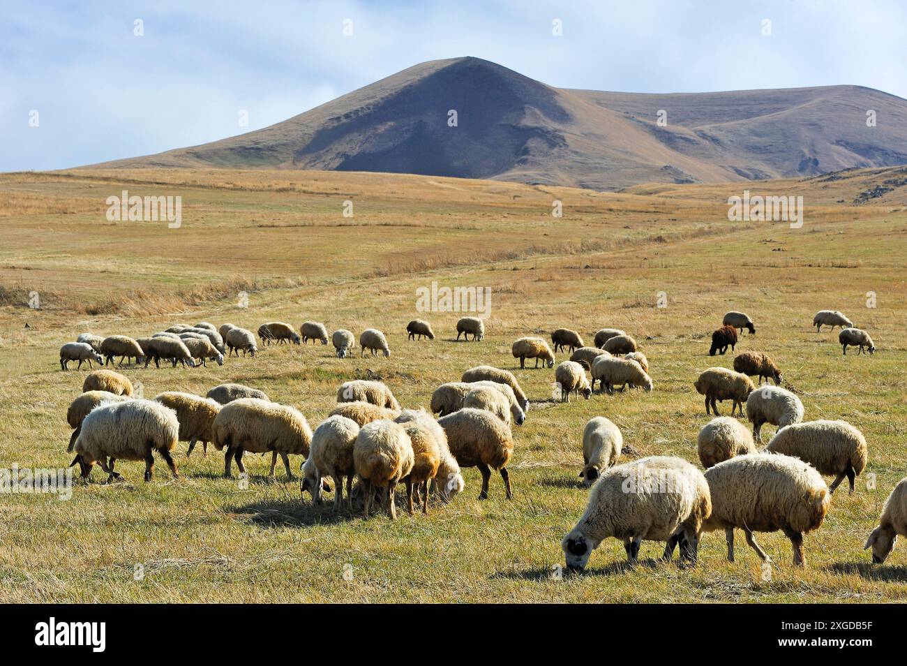 Flock of sheep on the Argitchi plateau, Armaghan volcano in the ...