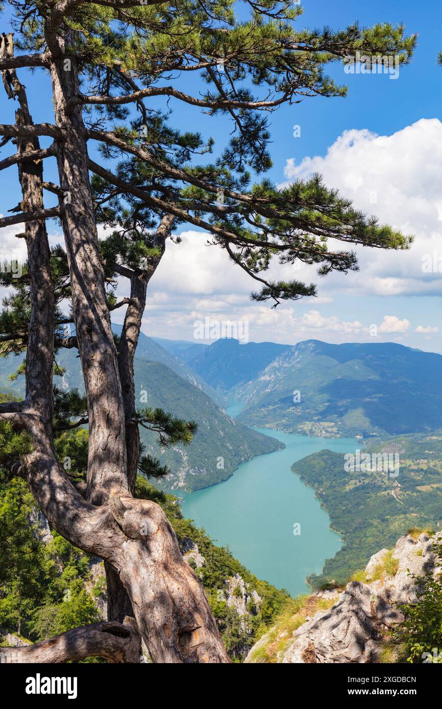 Banjska Stena viewpoint, Tara National Park, Serbia, Europe Stock Photo ...