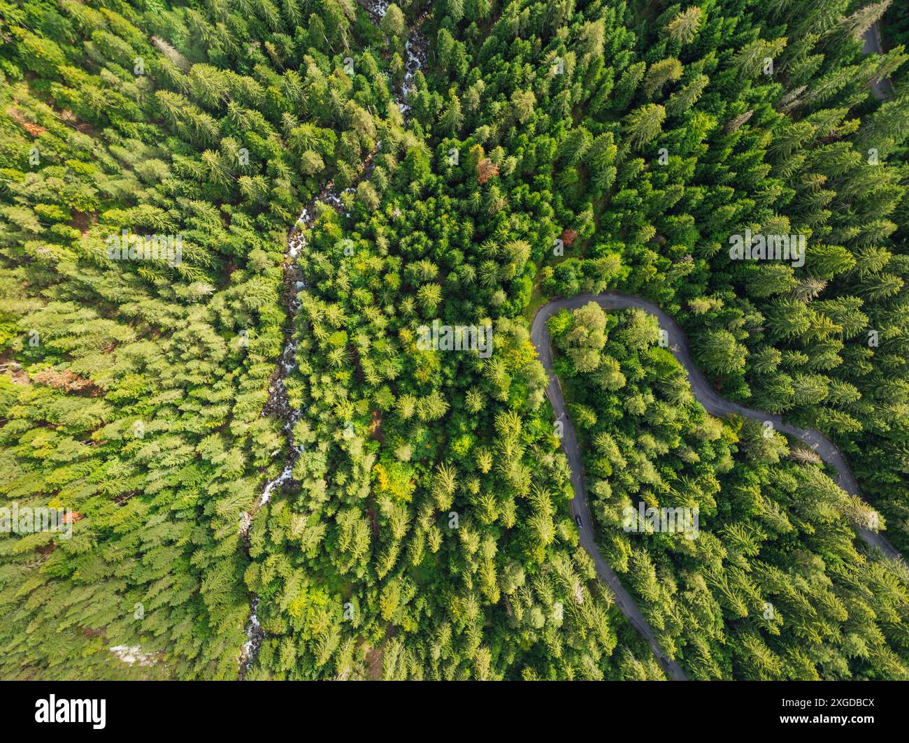 Aerial view of forest near Bansko, Pirin National Park, UNESCO World ...