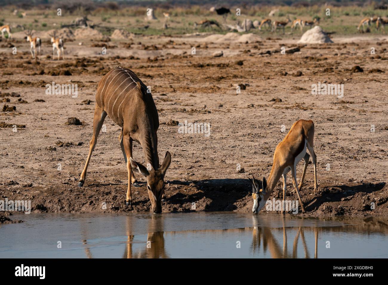 A female greater kudu (Tragelaphus strepsiceros) and springbok ...