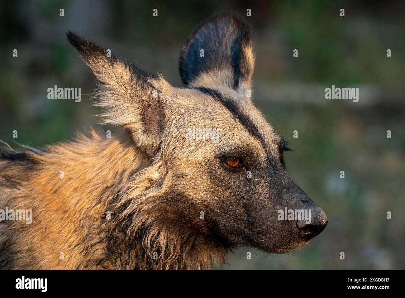African wild dog looking up hi-res stock photography and images - Alamy
