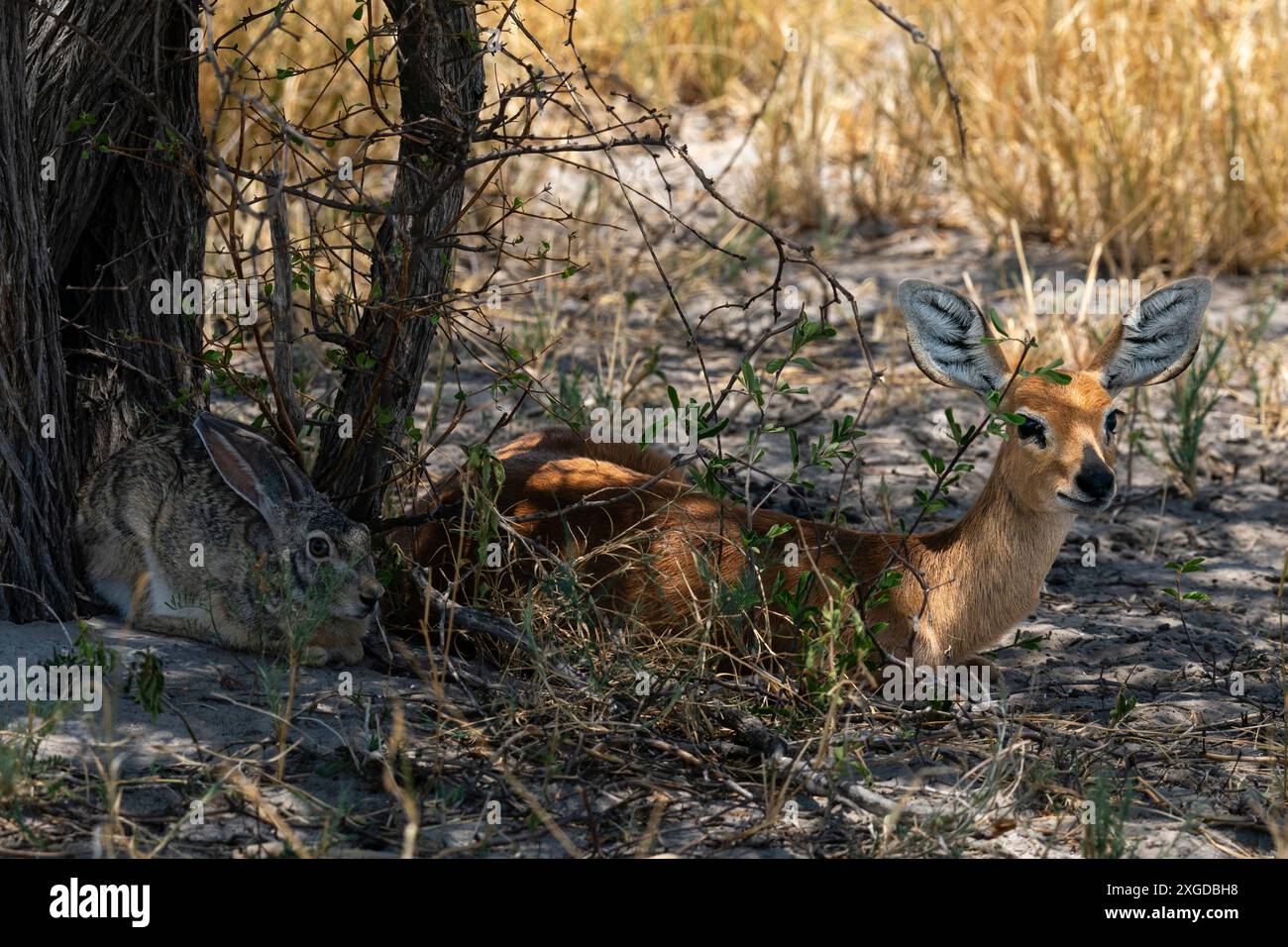 Okavango ecosystem hi-res stock photography and images - Alamy