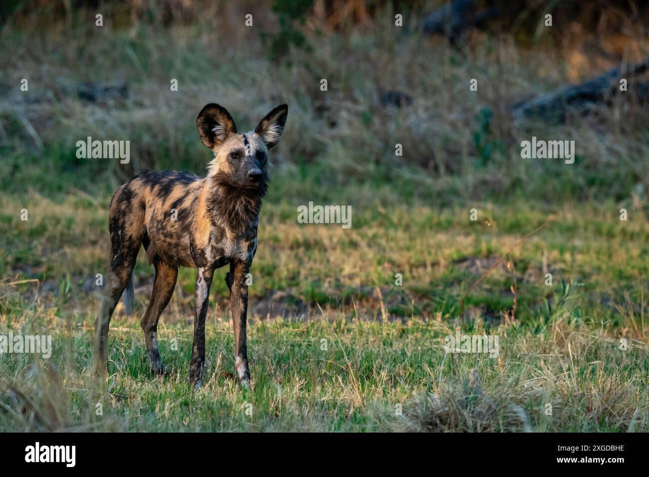 African wild dog (Lycaon pictus), Khwai, Okavango Delta, Botswana ...
