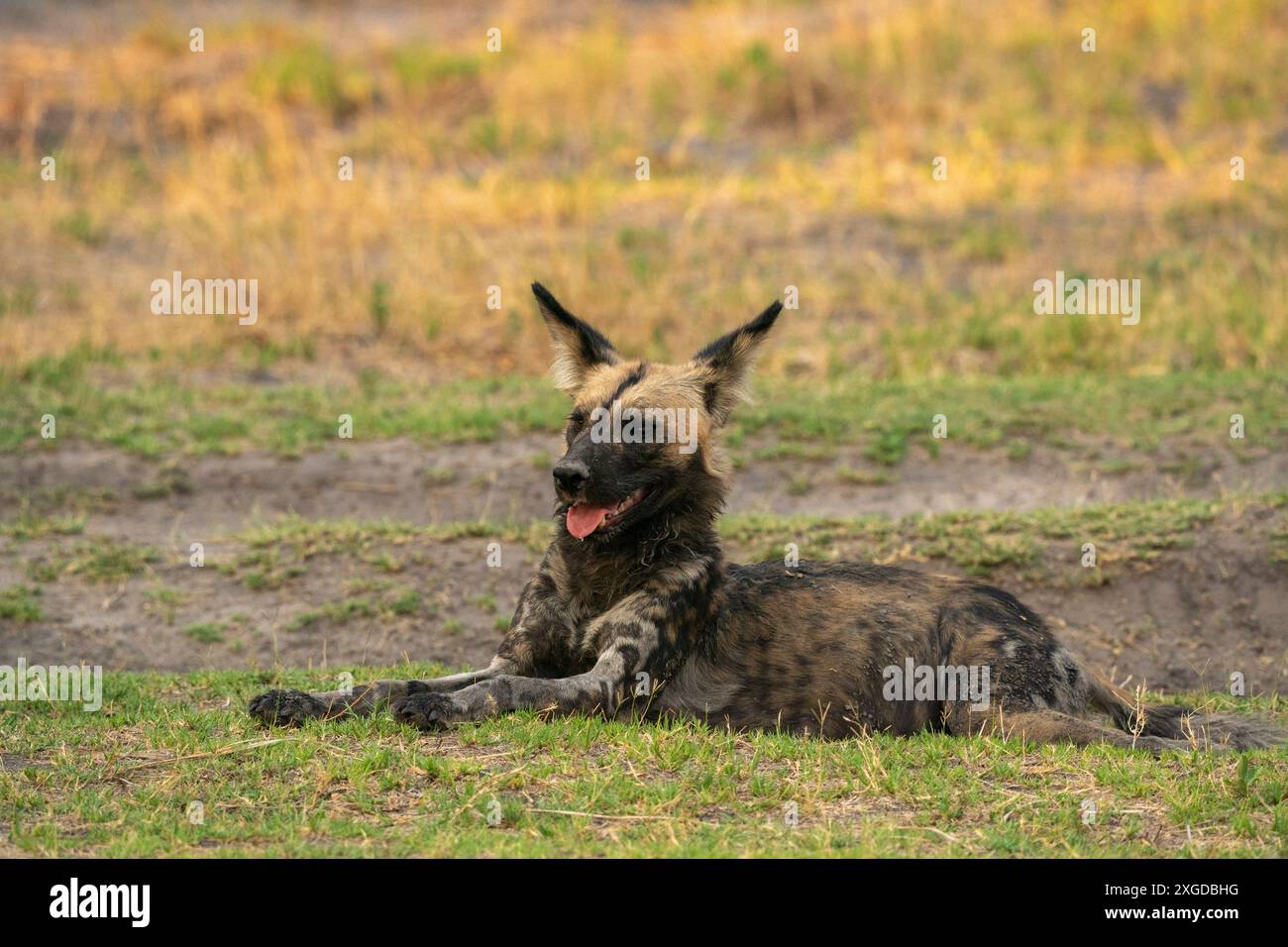 African wild dog (Lycaon pictus), Khwai, Okavango Delta, Botswana ...