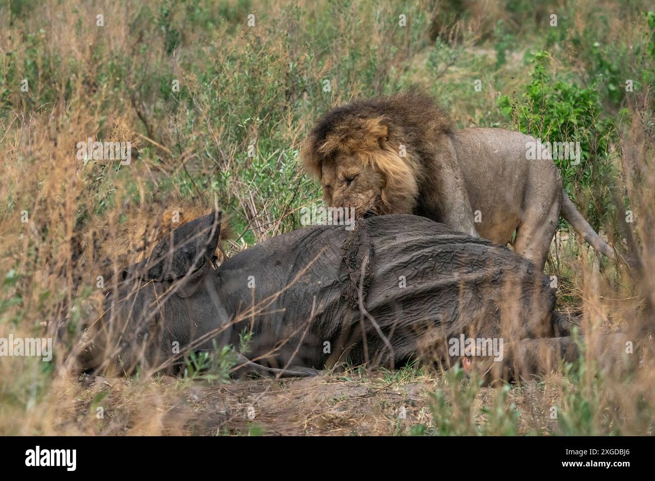 A male lion (Panthera leo) feeds on an African elephant (Loxodonta ...