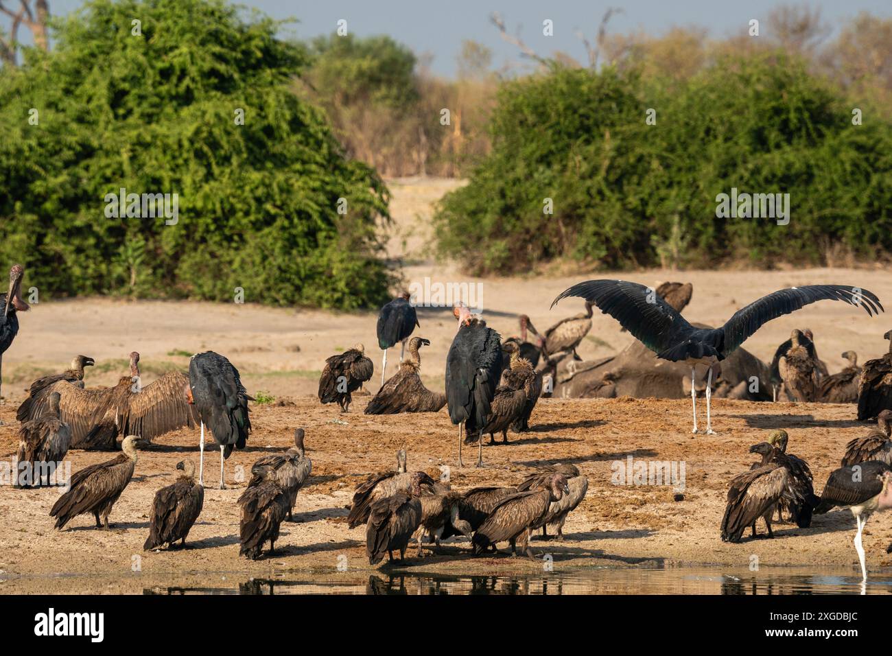 Vultures gathering hi-res stock photography and images - Alamy