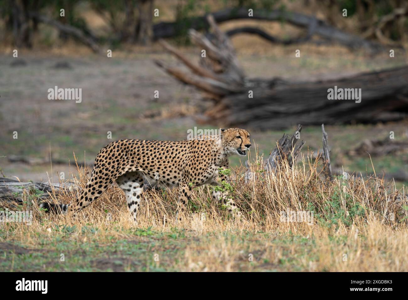 Cheetah (Acynonix jubatus) walking, Savuti, Chobe National Park ...