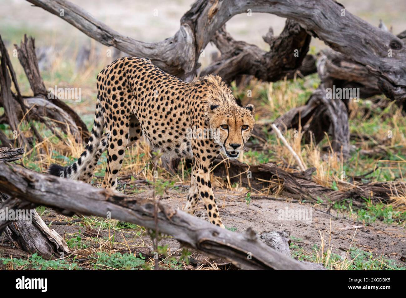 Cheetah (Acynonix jubatus) walking, Savuti, Chobe National Park ...