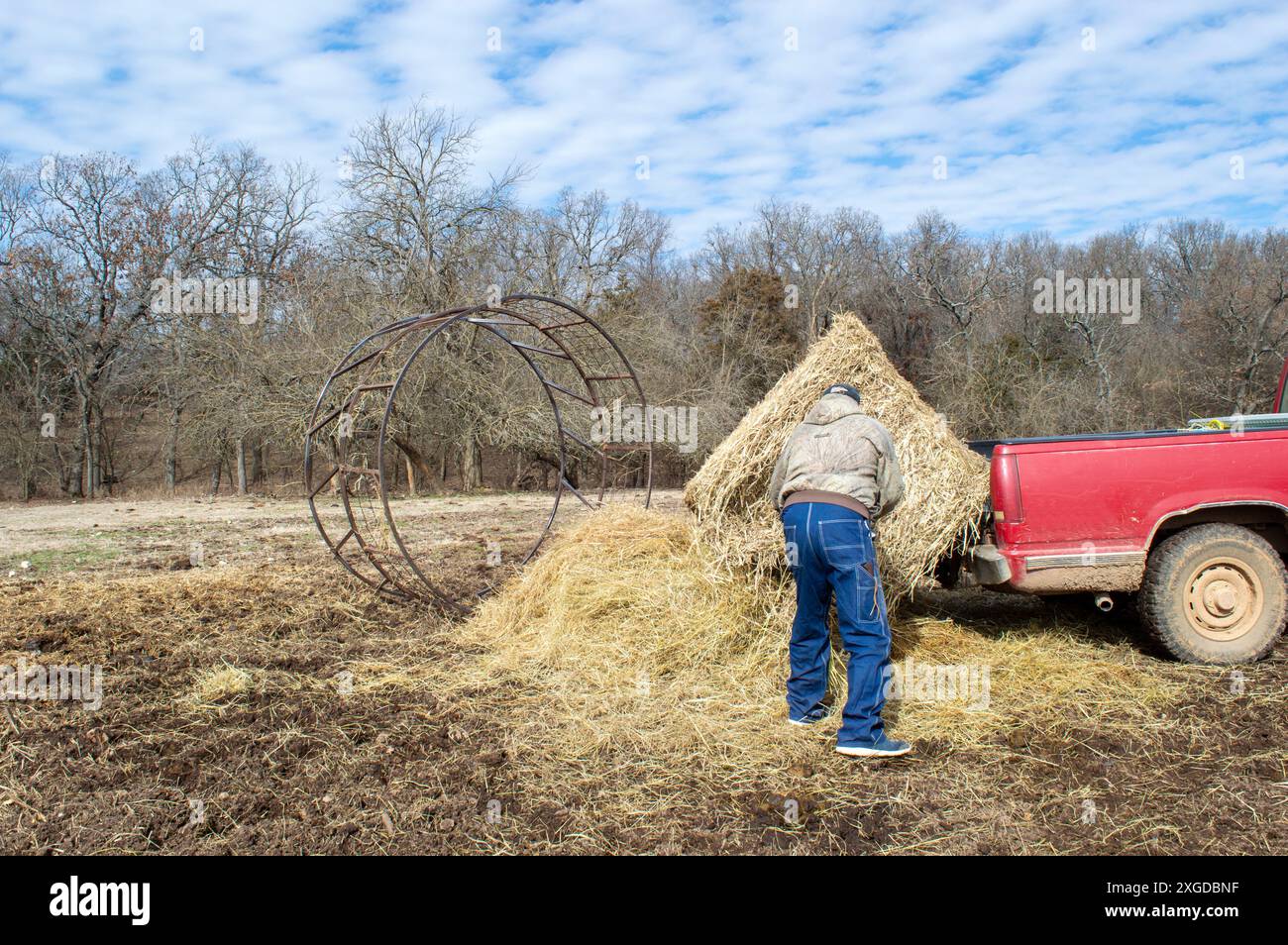 Strings must be cut from the large round hay bale before the metal ...