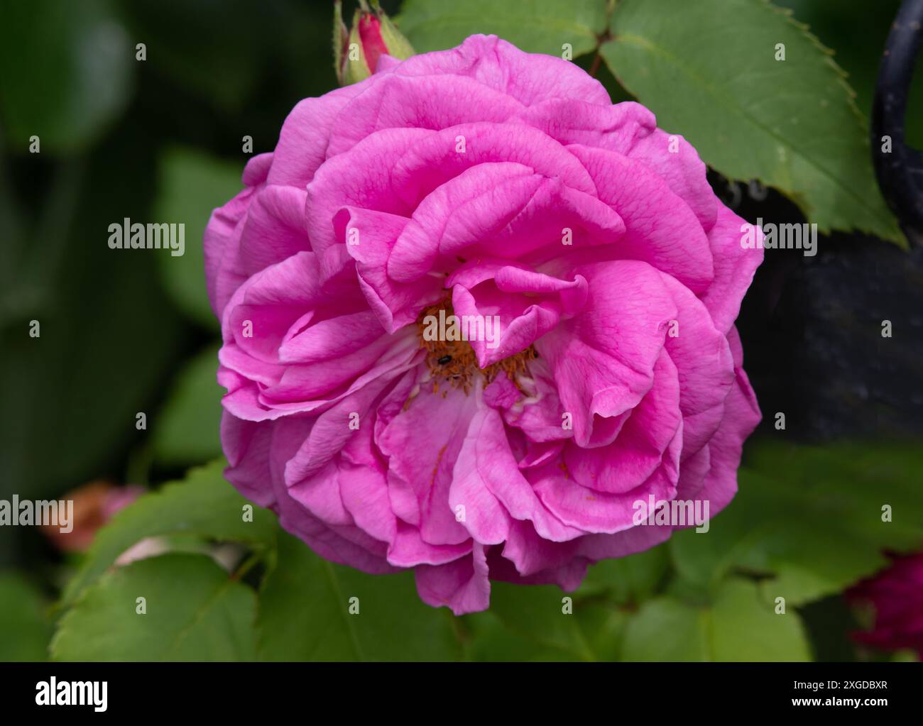 Rosa 'Madame Isaac Pereire' Stock Photo - Alamy