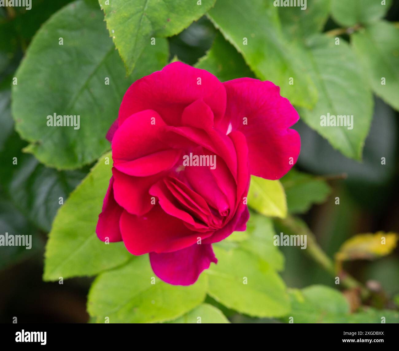 Rose rosa red lady hi-res stock photography and images - Alamy