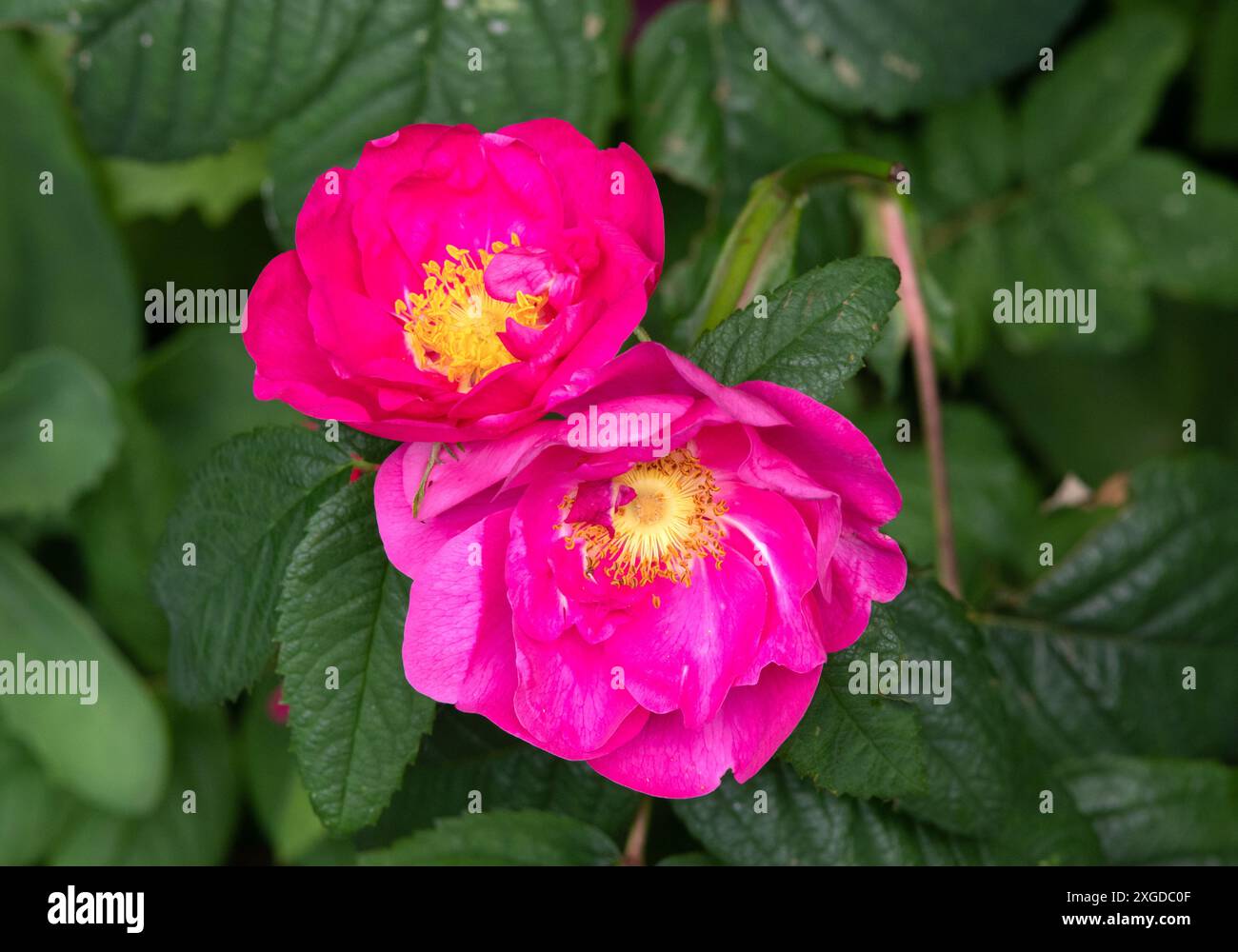 Old gallica rose hi-res stock photography and images - Alamy