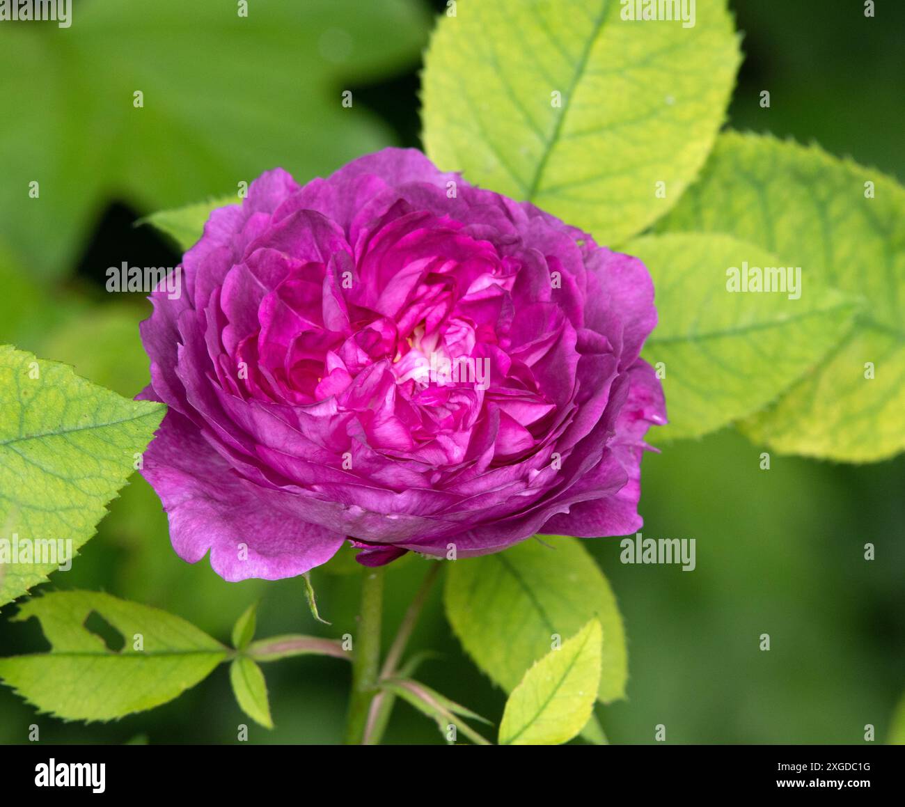 Des violettes hi-res stock photography and images - Alamy