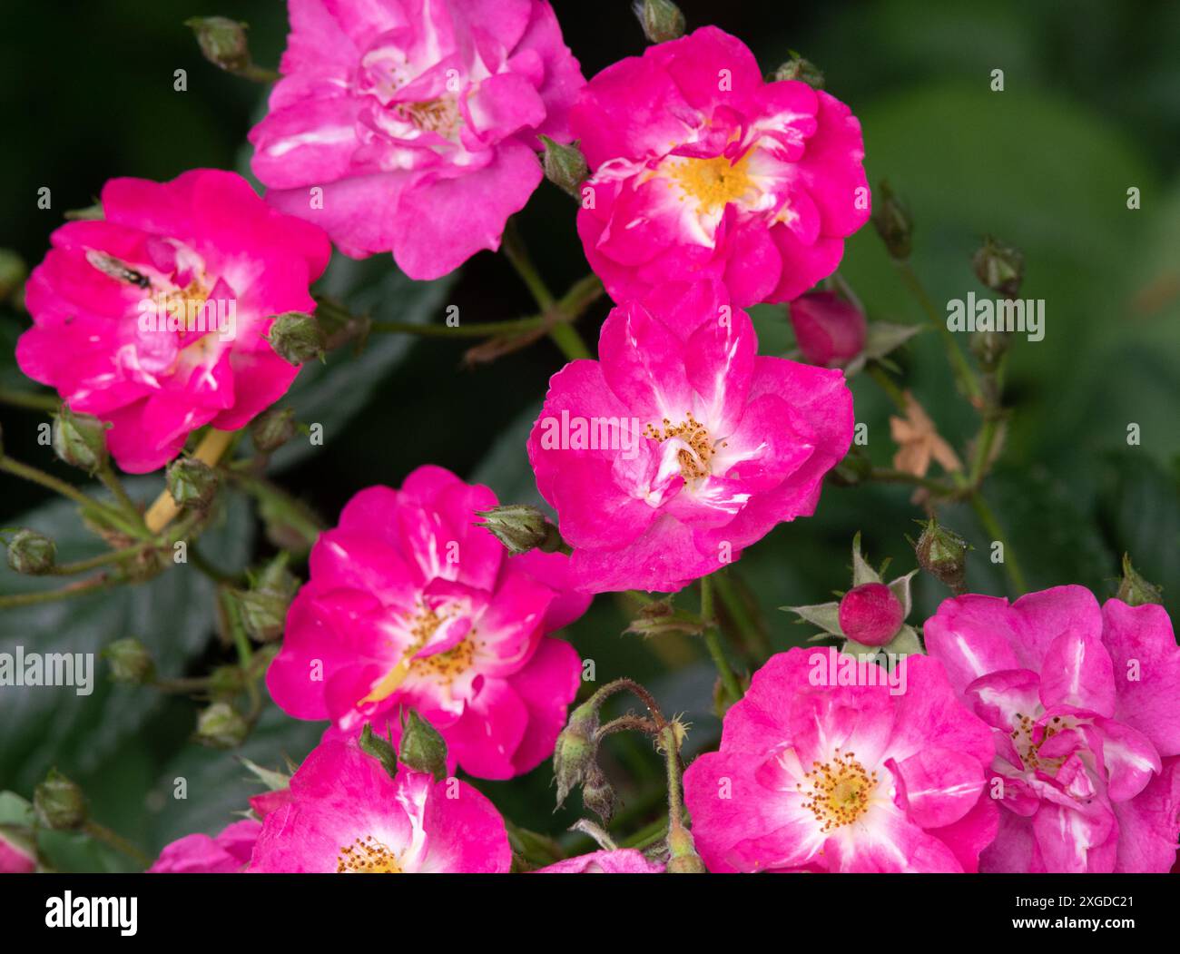 Rosa Robin Hood Stock Photo - Alamy