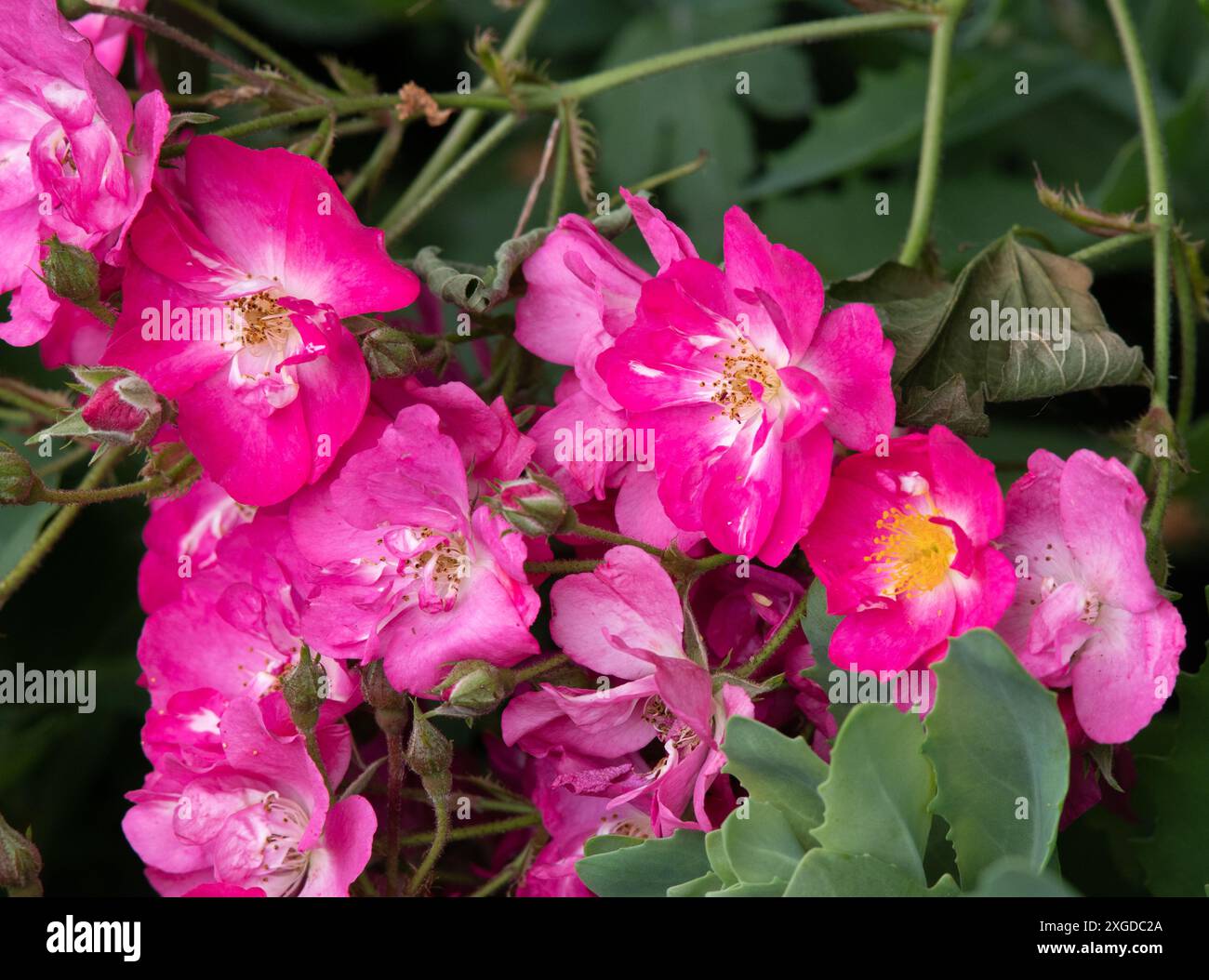 Robin hood garden hi-res stock photography and images - Alamy