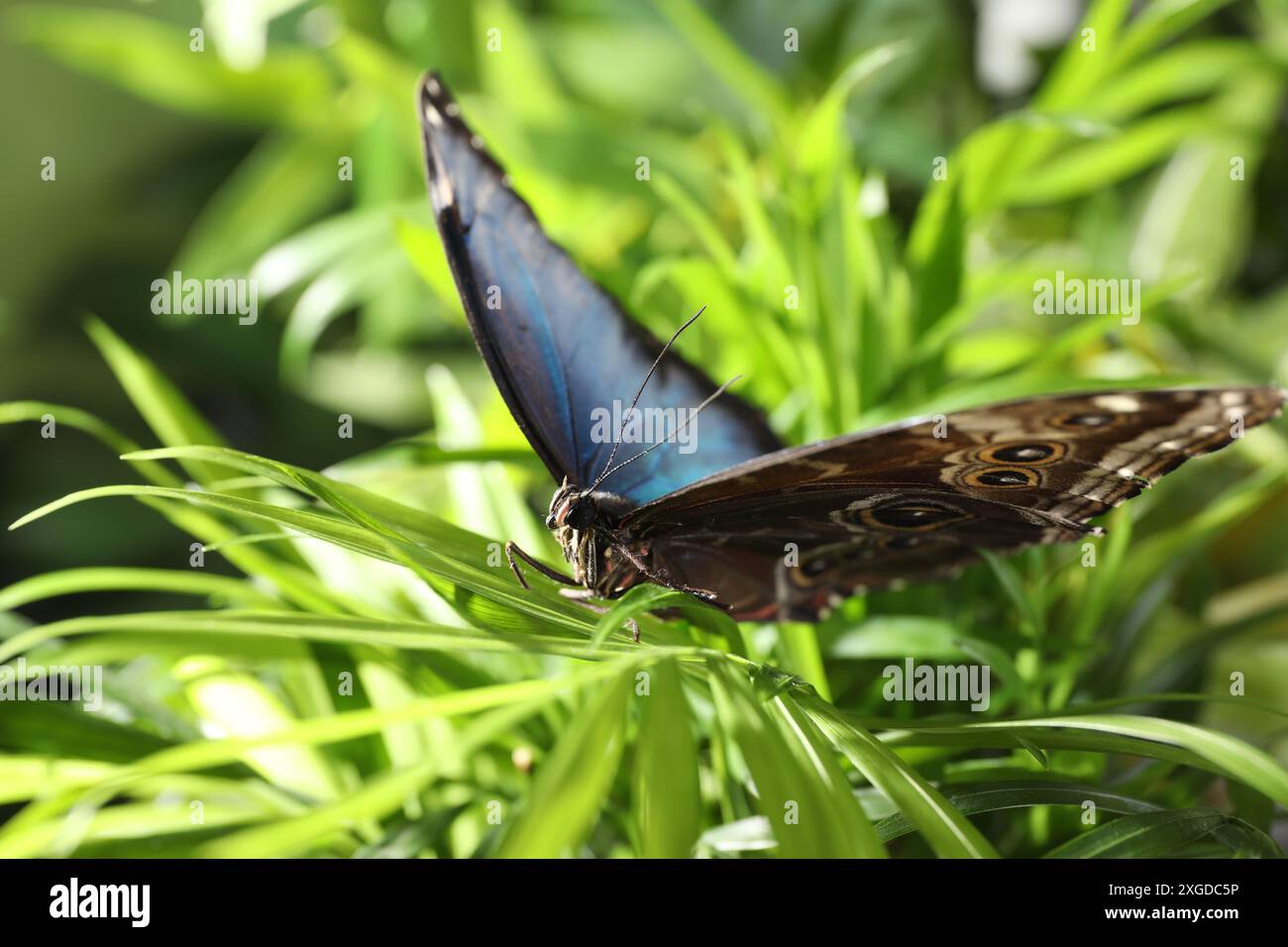 Beautiful common morpho butterfly on green plant in garden Stock Photo ...