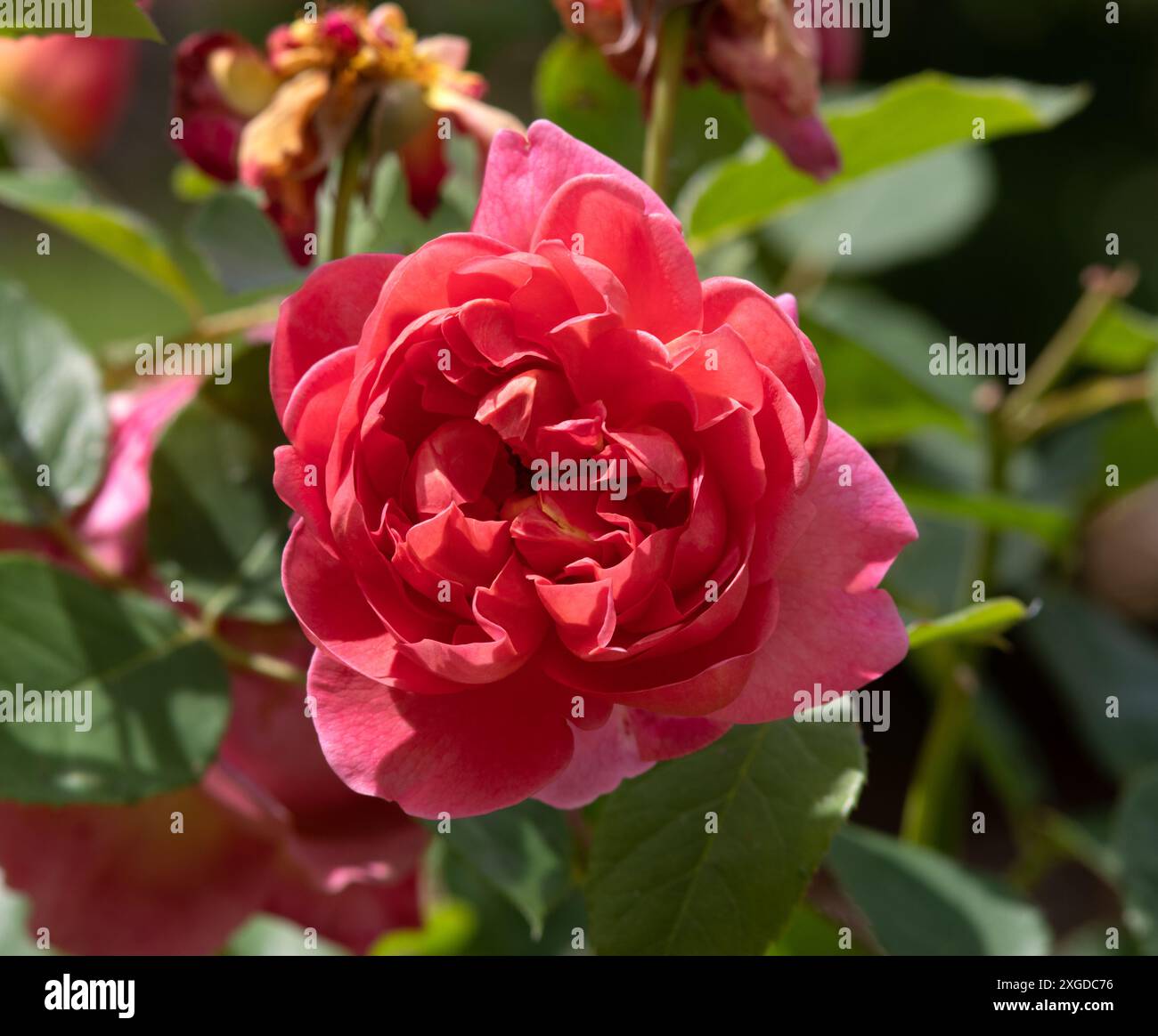 Shrub english roses (rosa) boscobel hi-res stock photography and images ...