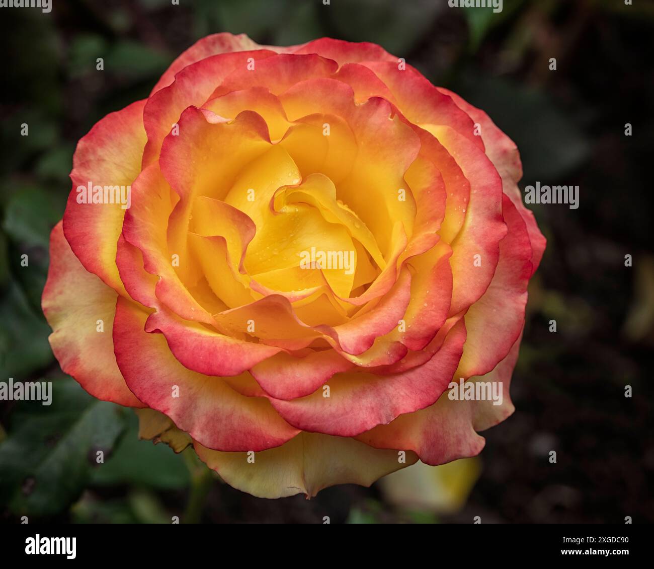 Rose 'Tequila Sunrise' Hybrid Tea Stock Photo - Alamy