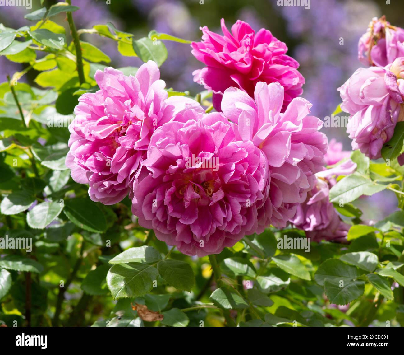 Anne bloom hi-res stock photography and images - Alamy
