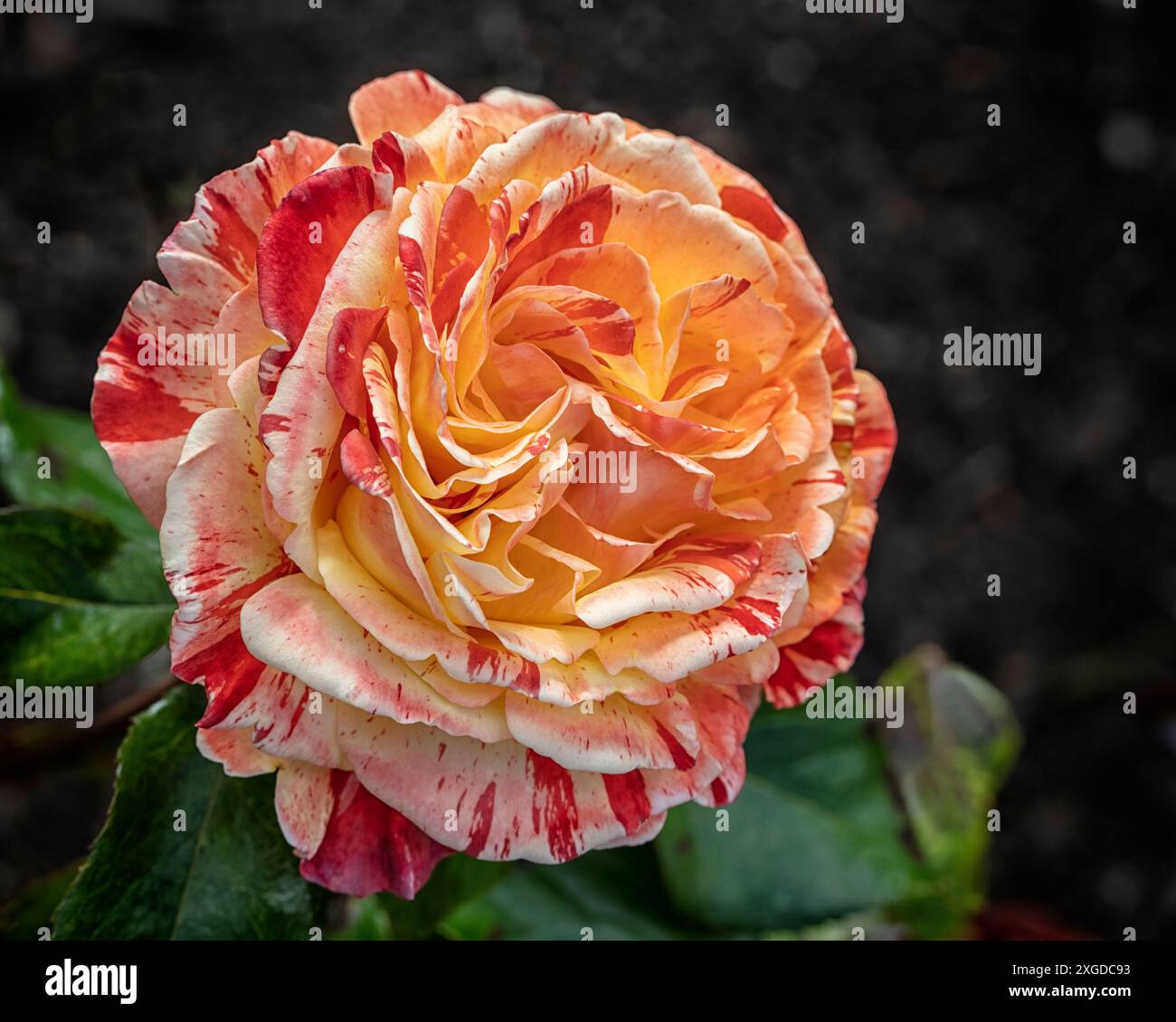 Floribunda rose botanical hi-res stock photography and images - Alamy