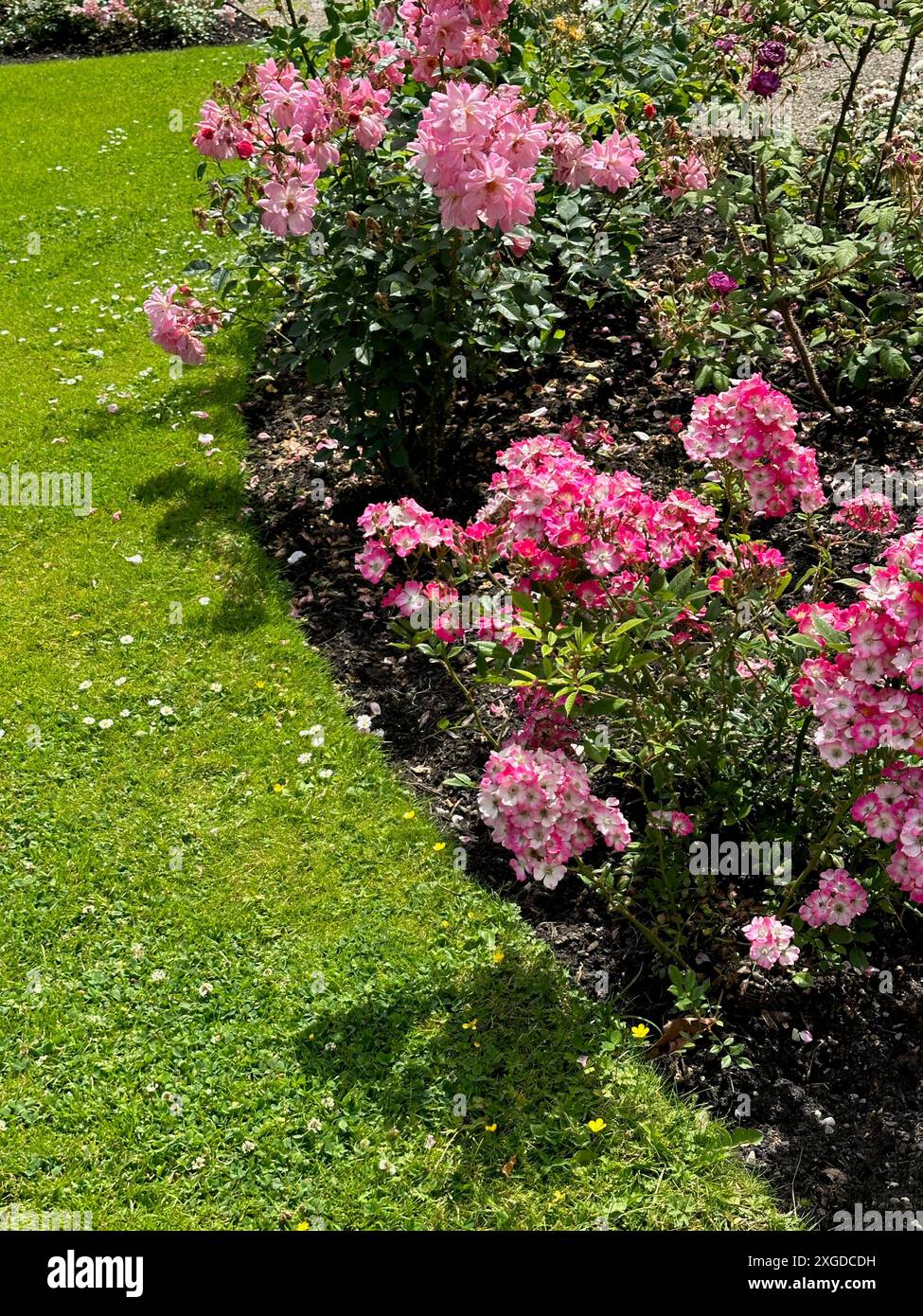 Beautiful pink rose flowers hi-res stock photography and images - Alamy