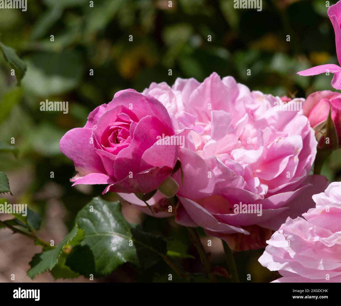 Rosa Maid Marion Stock Photo - Alamy