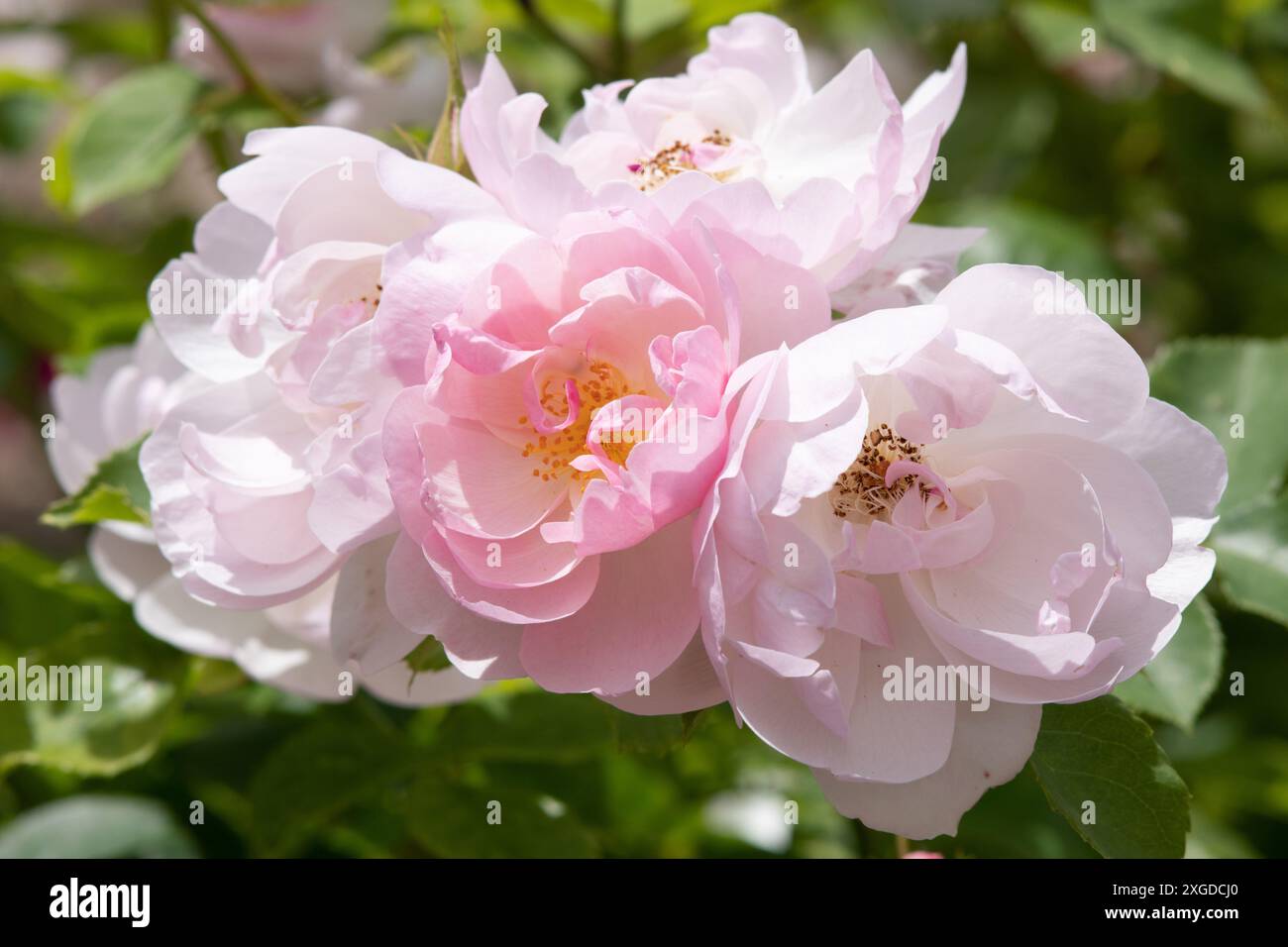 Rosa Scarborough Fair Stock Photo - Alamy