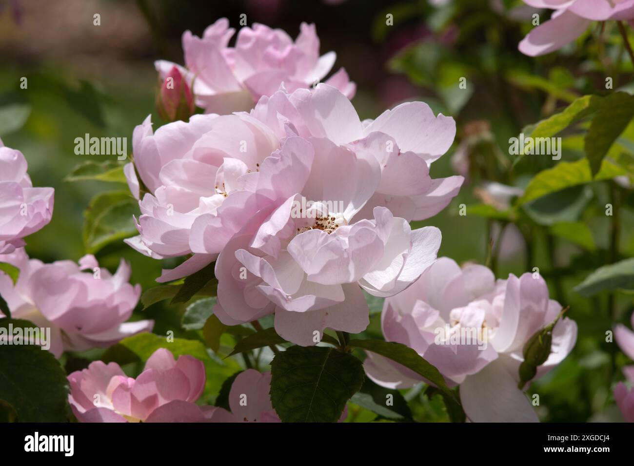 Rosa Scarborough Fair Stock Photo - Alamy