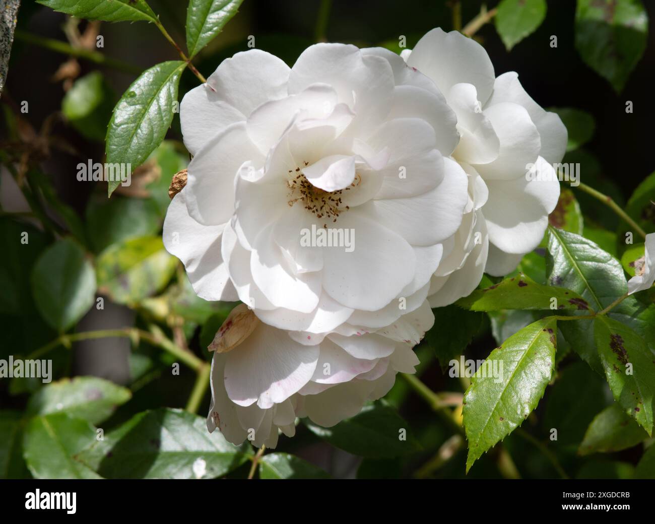 Rose 'Climbing Iceberg' Stock Photo - Alamy